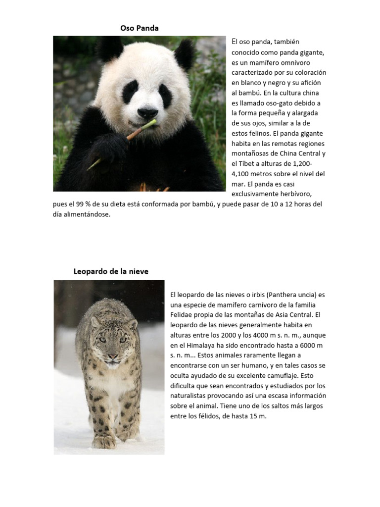 El Oso Panda | PDF | Panthera | Depredadores