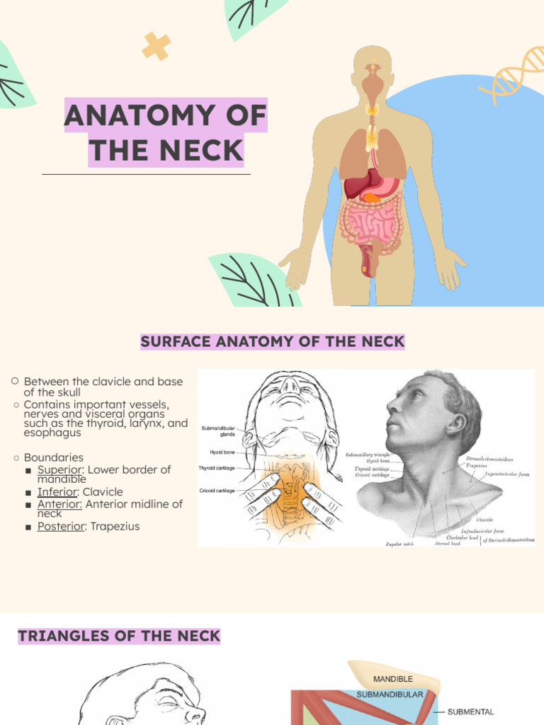 Anatomy of The Neck | PDF | Neck | Common Carotid Artery