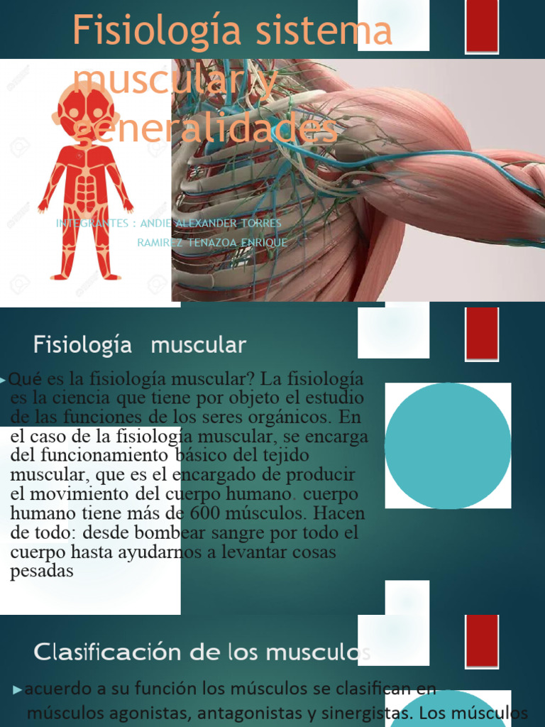 Presentaci | PDF | Músculo esquelético | Contracción muscular