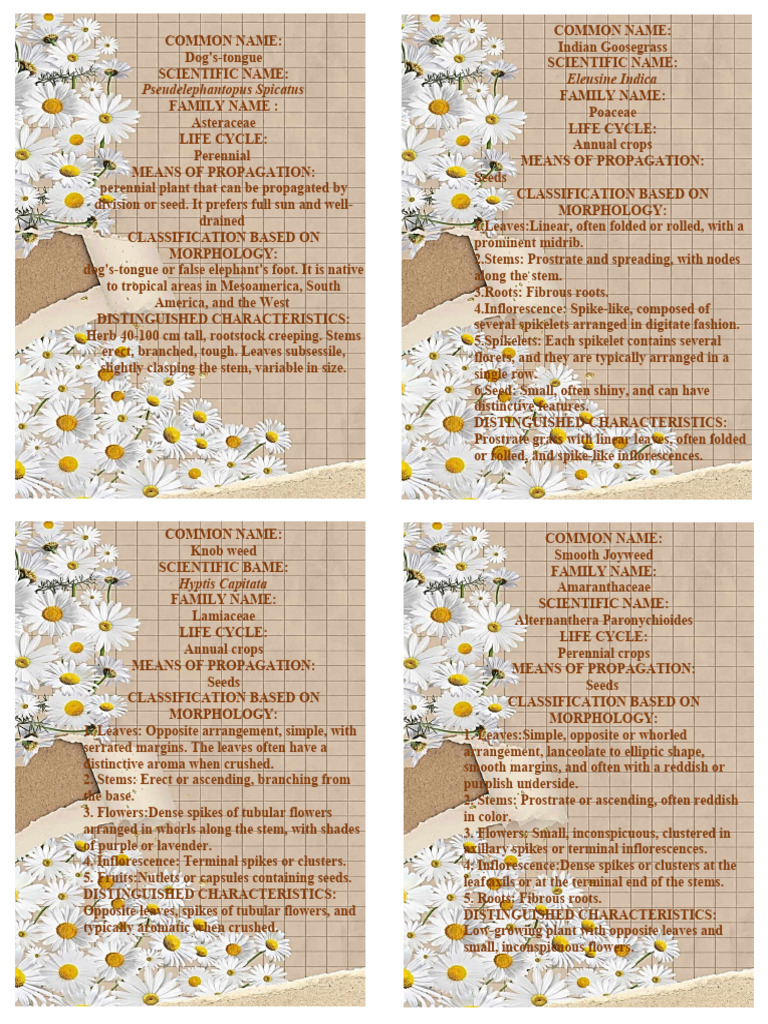 Grass and Scientific Name | PDF | Leaf | Flowers