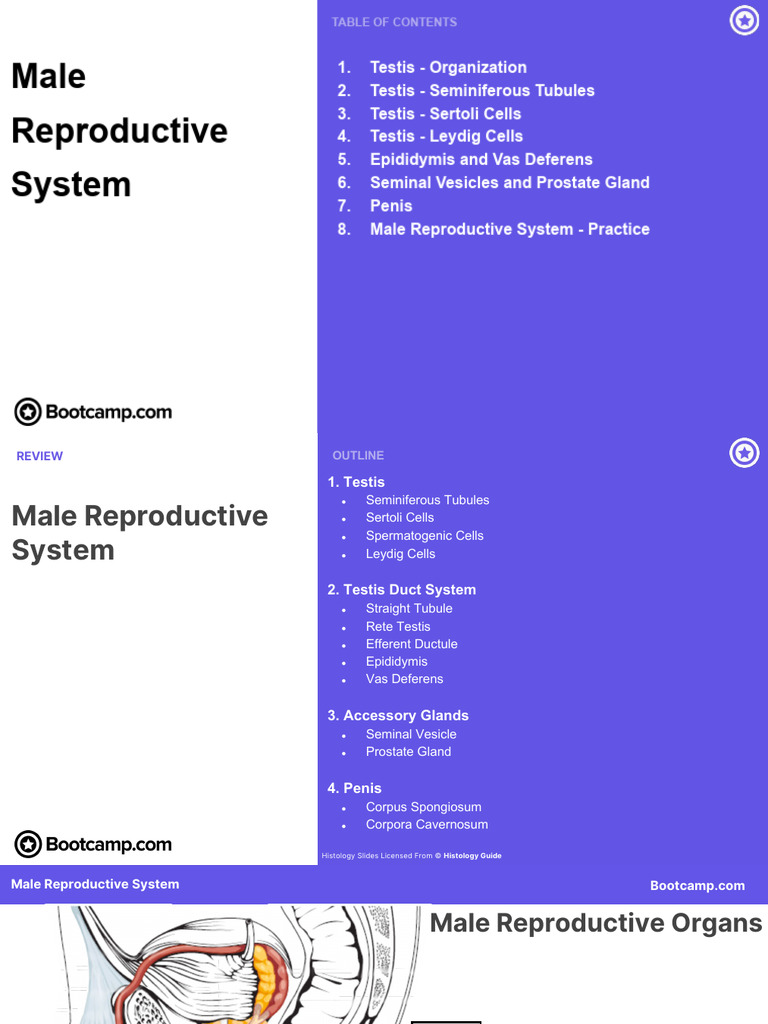 Male Reproductive System Student Version | PDF | Testicle | Prostate