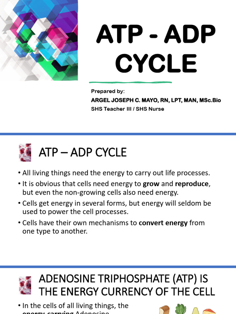Atp Adp Cycle Pdf Adenosine Diphosphate Adenosine Triphosphate