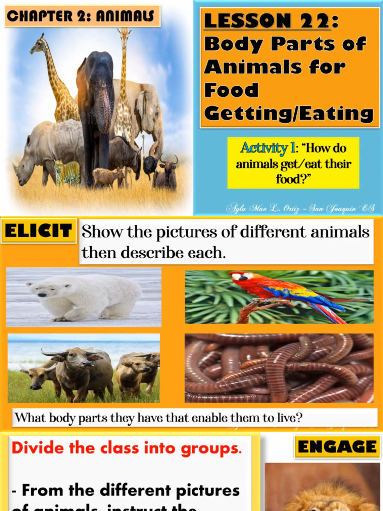 Lesson 22 What and How Do Animals Eat | PDF