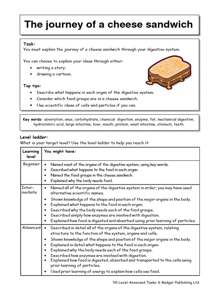 Journey of a Cheese Sandwich Explained | PDF | Wellness