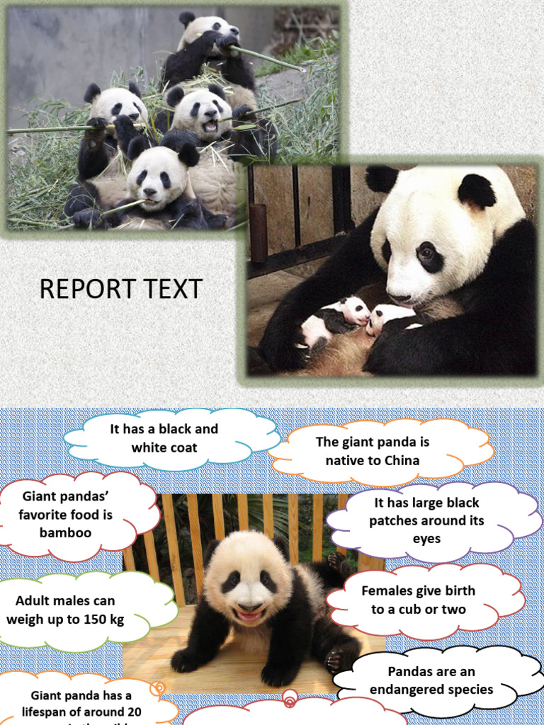 Report Text Key Features | PDF | Giant Panda | Linguistics