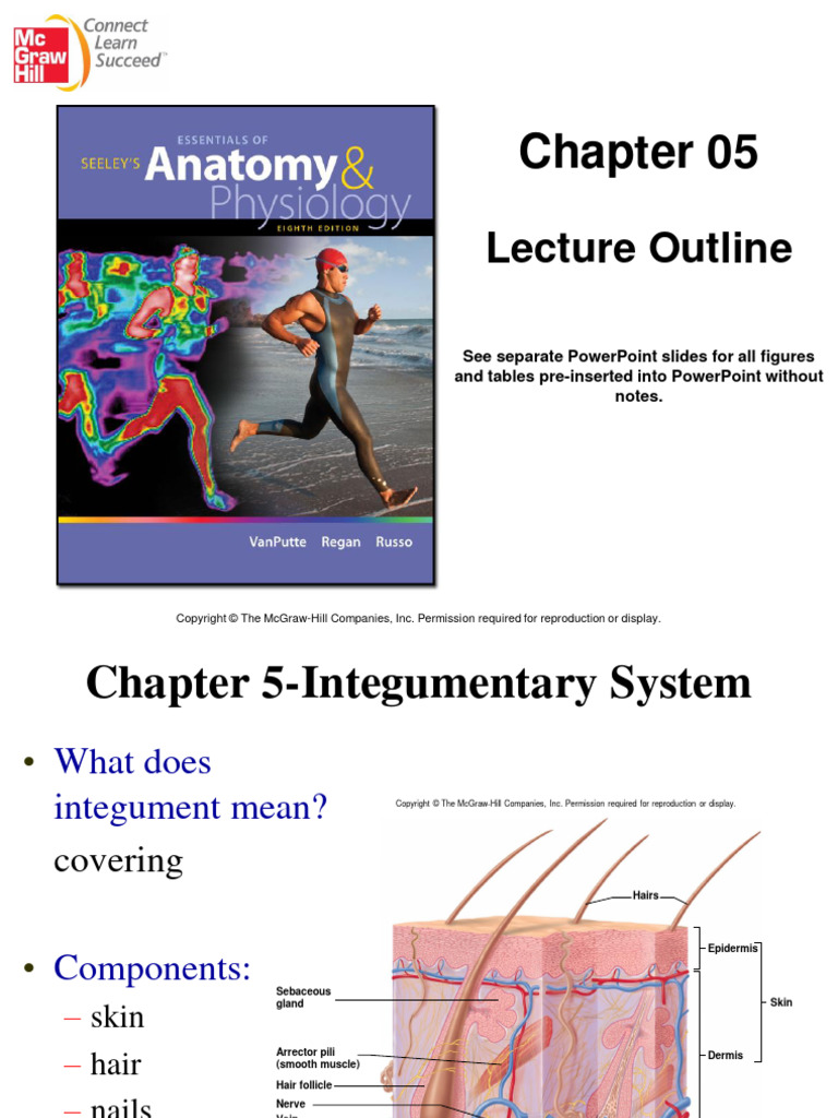 Chapt05 Integumentary System 1 | PDF | Skin | Integumentary System