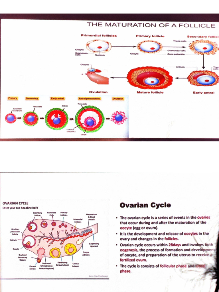 Embryo Models 2 | PDF