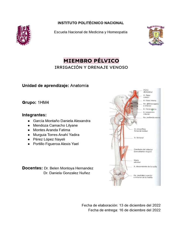Irrigación y Drenaje Venoso del Miembro Pélvico | PDF | Pelvis | Anatomía