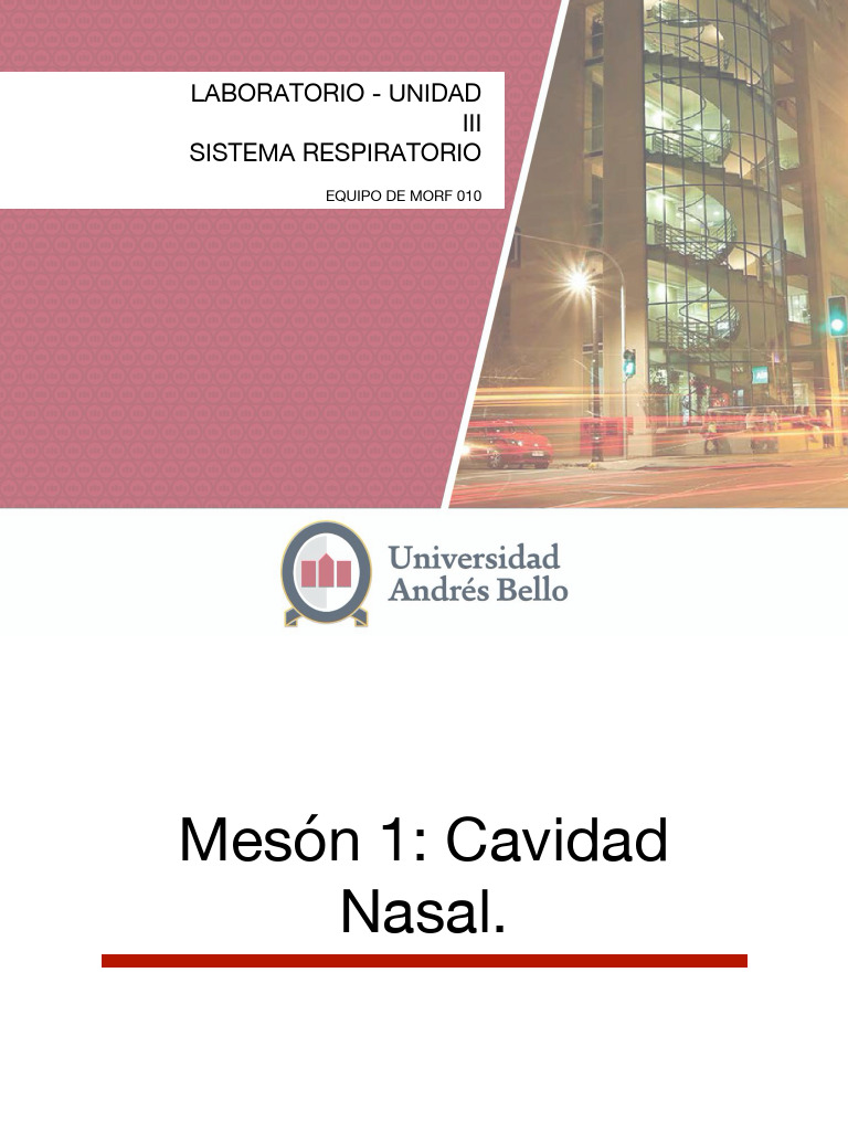 Lab - Sistema Respiratorio | Descargar gratis PDF | Pulmón | Laringe