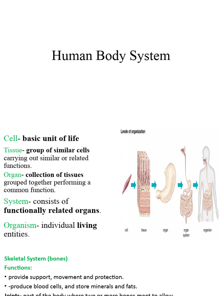 Science 6 Mid Reviewer | PDF | Human Body | Human Digestive System