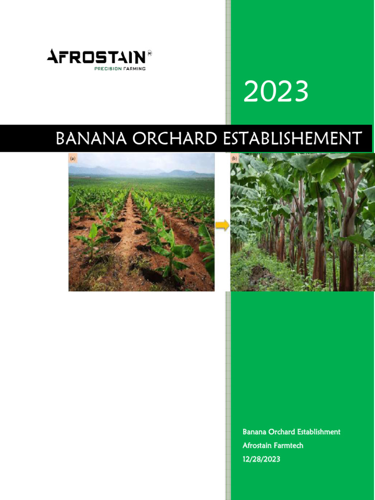 Afrostain Banana Production Guide | PDF | Banana | Leaf