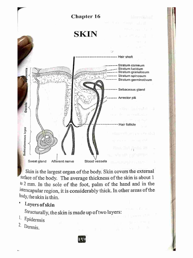 Skin | PDF