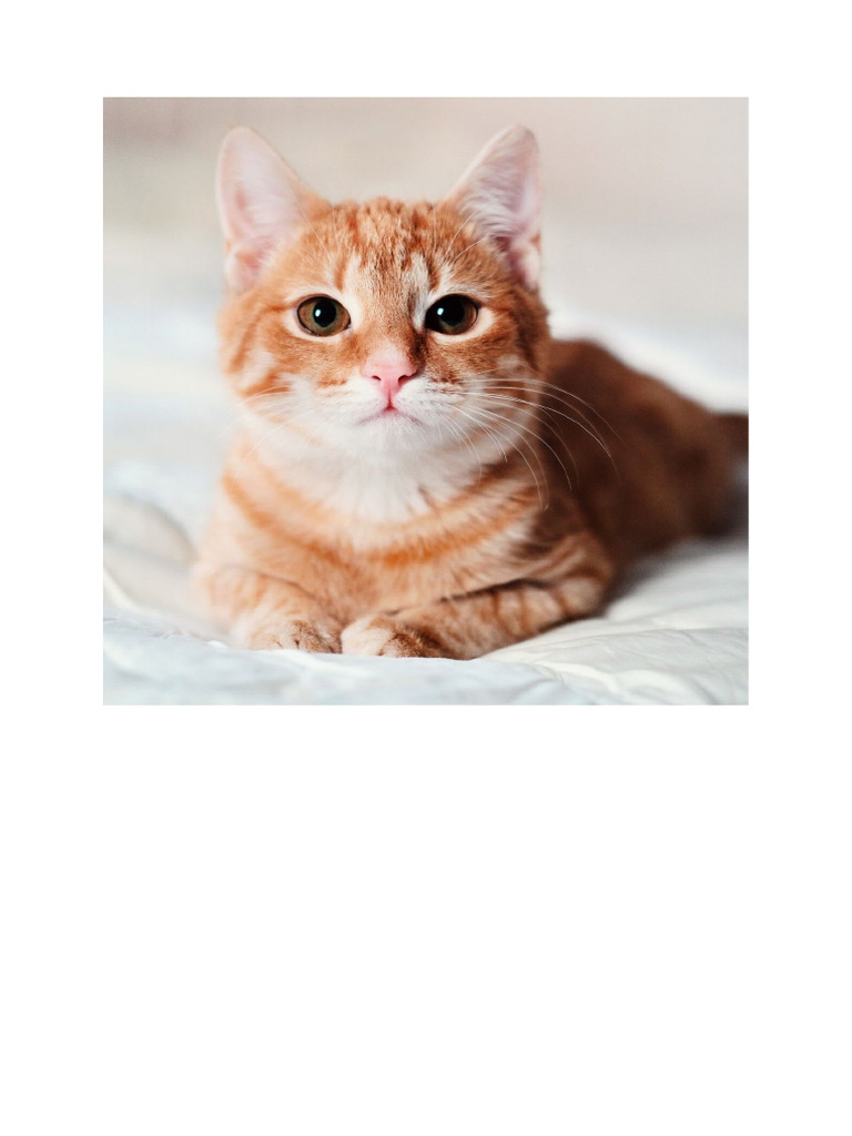 Cat | PDF