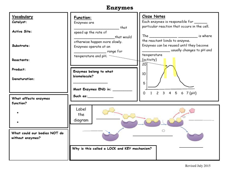 Enzyme Graphic Organizer | PDF