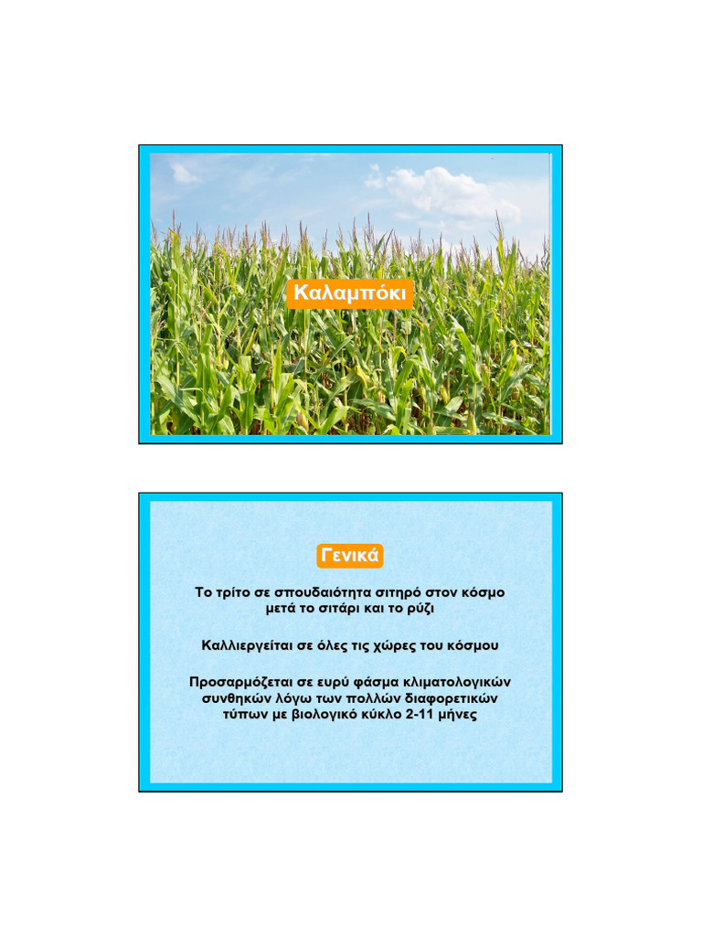 ΑΡΑΒΟΣΙΤΟΣ ΡΥΖΙ ΠΑΡΟΥΣΙΑΣΗ | PDF