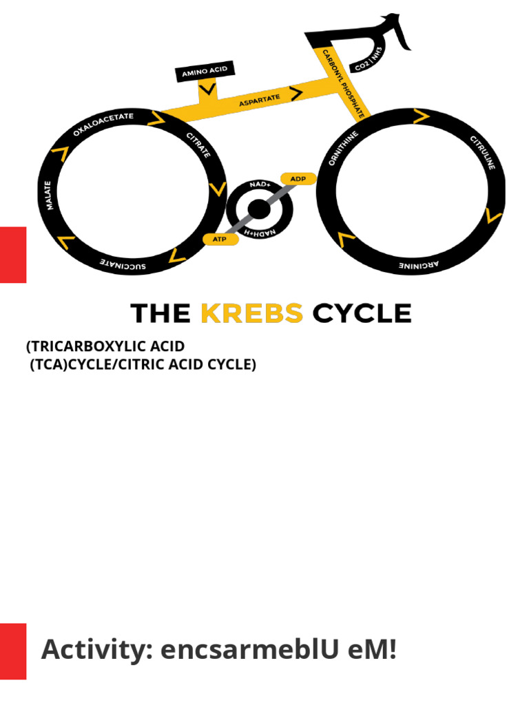 Krebs Cycle: Key Steps and Functions | PDF | Diet & Nutrition | Chemistry