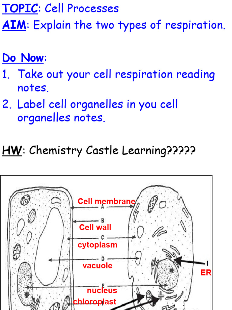 Cellular Respiration | PDF | Cellular Respiration | Fermentation
