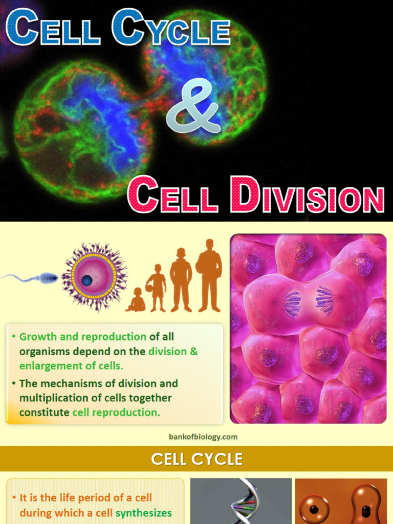 Ch. 10 Cell Cycle and Cell Divsion | PDF