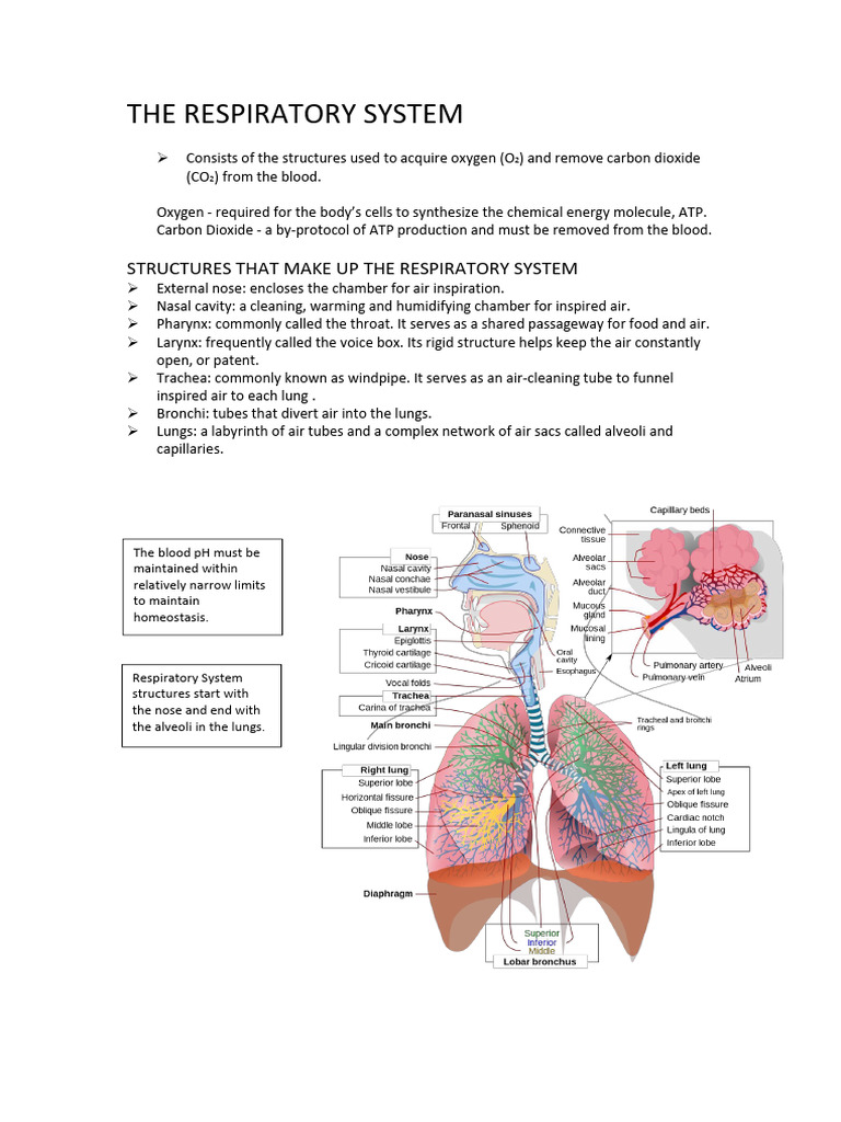 The Respiratory System | PDF