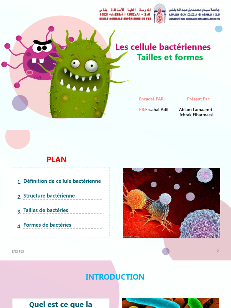 Les Cellules Bactériennes (Tailles Et Formes) | PDF | Cellule (Biologie) | Bactérie
