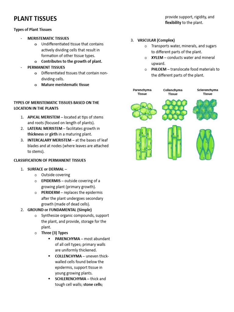Bio Notes Plant Tissue | PDF