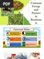 Module I. Beef Cattle Production | PDF | Cattle | Calf