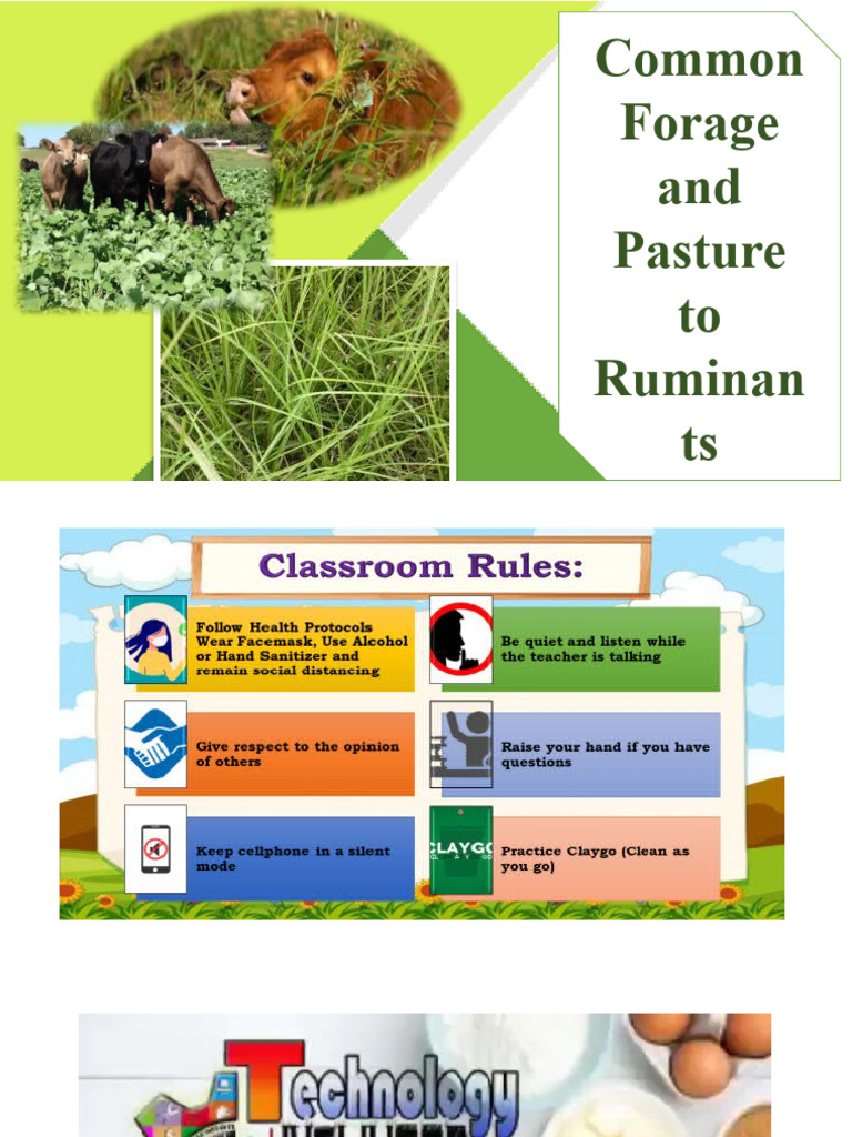 Common Forage PPT 1 | PDF | Legume | Cattle