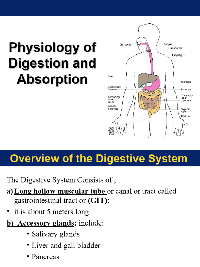 Physiology of Digestion 1 | PDF | Digestion | Gastrointestinal Tract