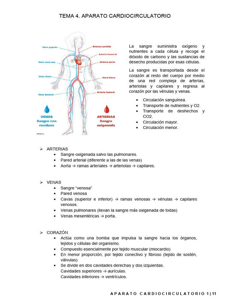 Aparato Cardiocirculatorio | PDF | Corazón | Sistema circulatorio