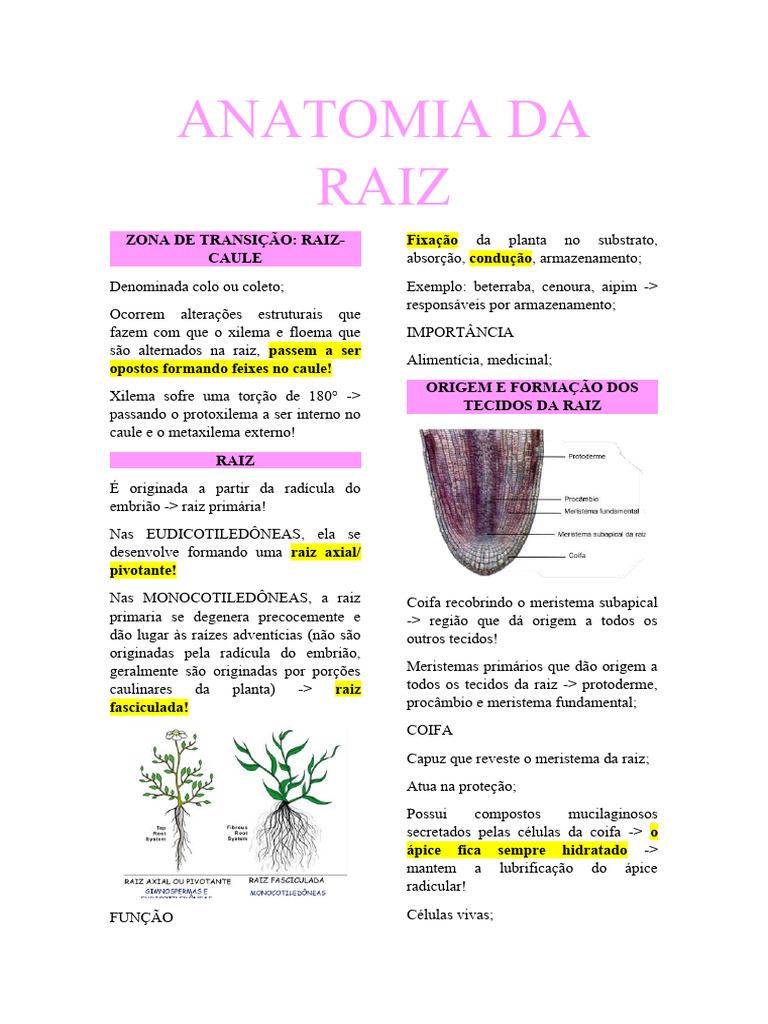 Anatomia Da Raiz | PDF | Raiz | Plantas