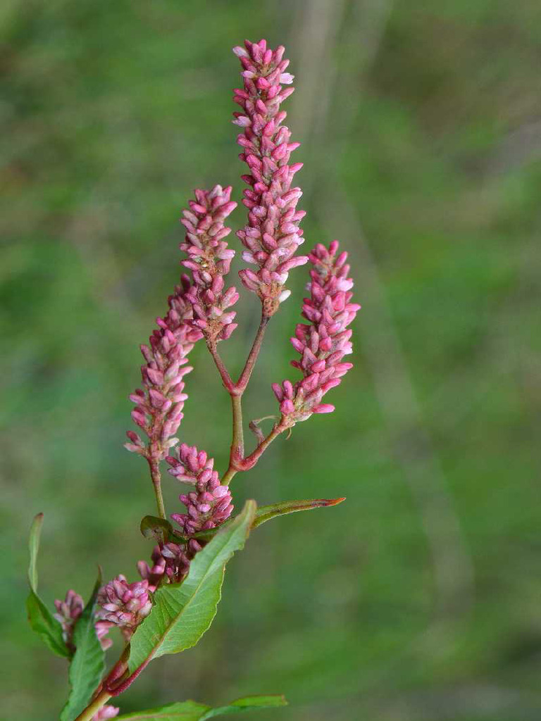 Persicaria Lapathifolia Subsp. Lapathifolia | PDF