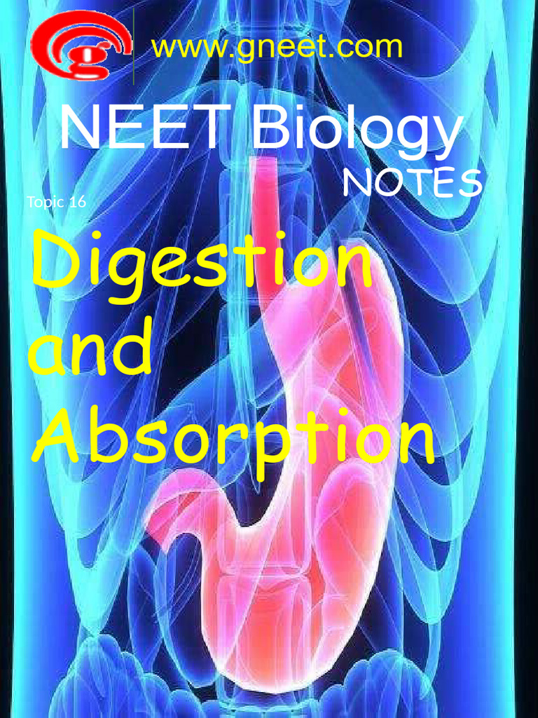 Digestion and Absorption | PDF | Stomach | Pancreas