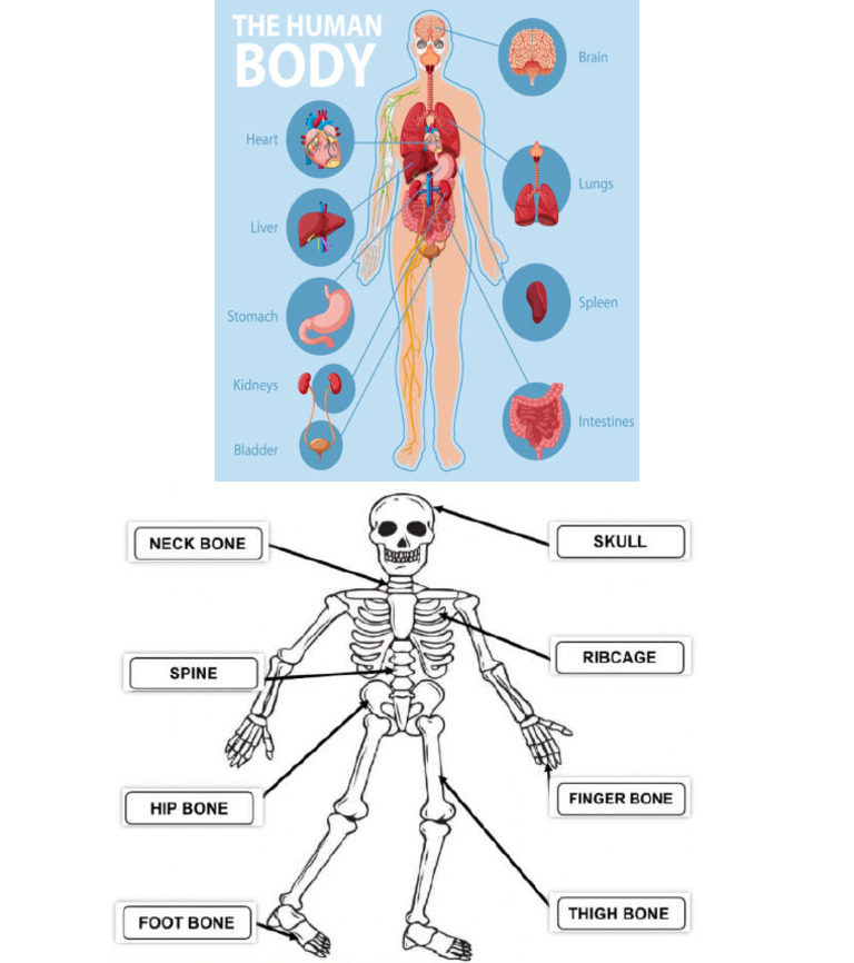 Human Body | PDF