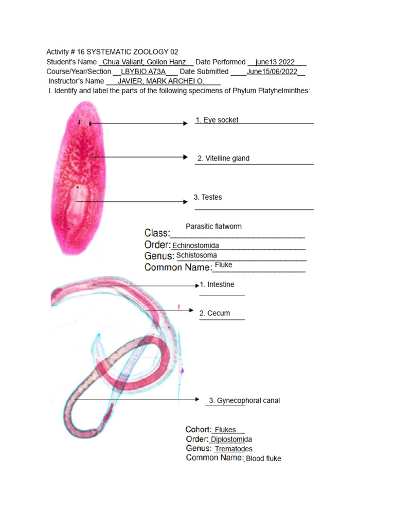 Act 16 Gollon, Hanz. Chua Valiant Systematic Zooloby 02 | PDF ...