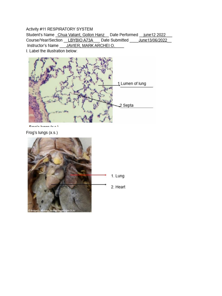 Respiratory System Activity Guide | PDF