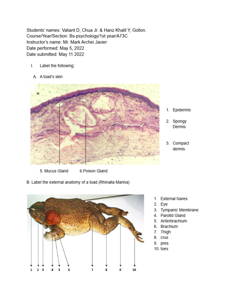 Act 7 (Gollon, Hanz. Chua Valiant | PDF
