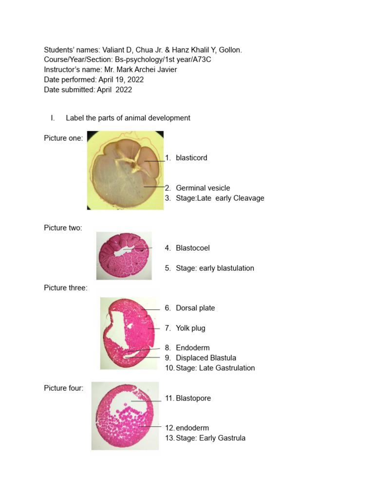 Act 6 Gollon Hanz Chua Valiant | PDF | Embryo | Change