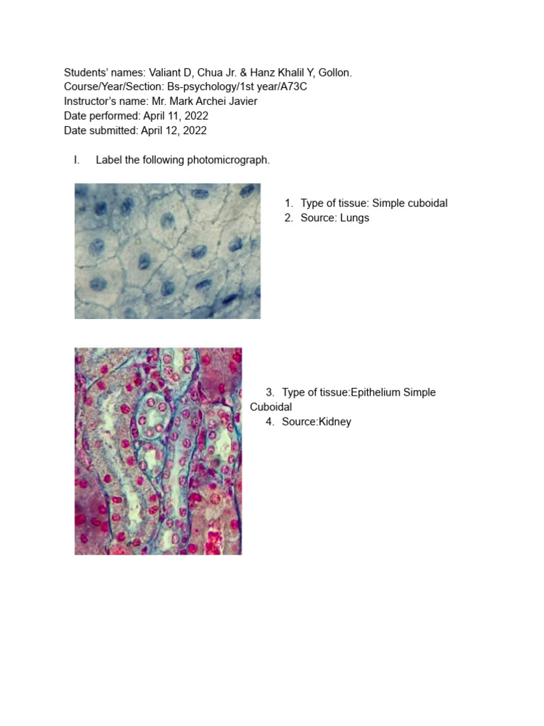Act 5 (Gollon Hanz, Chua Valiant) - 3 | Download Free PDF | Epithelium ...