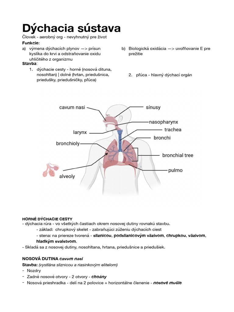Dychacia Sustava | PDF