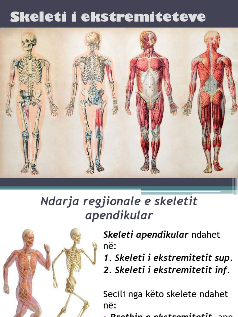 Ekstremitetet 4 | PDF