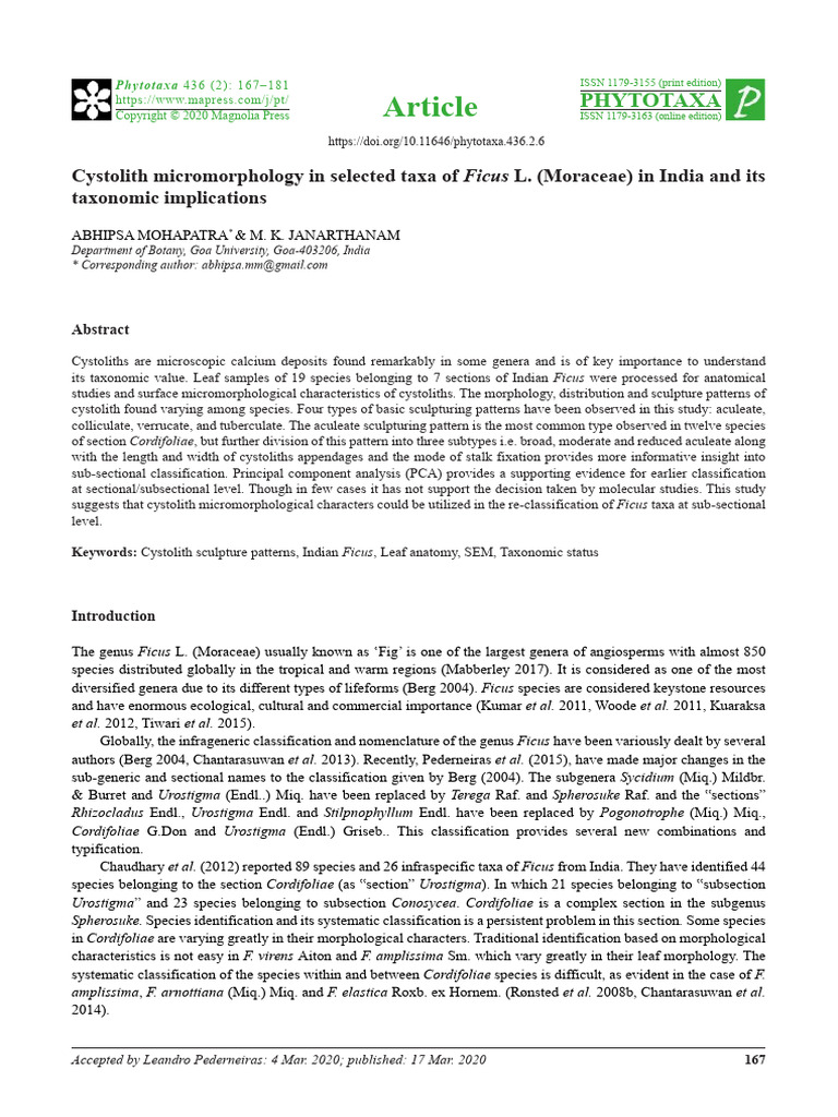 Cystolith of Ficus | PDF | Leaf | Ficus