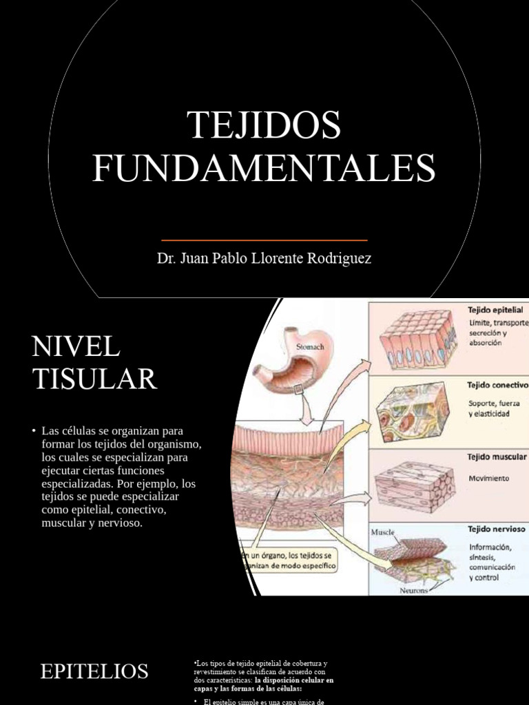Tejidos Fundamentales | PDF | Tejido conectivo | Hueso