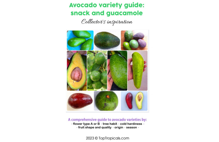 Avocado Cover1 | PDF