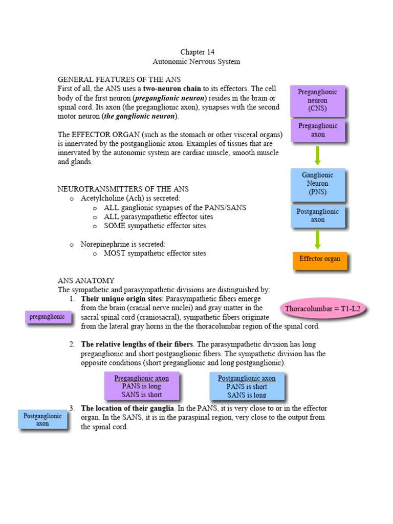 Preganglionic Neuron (CNS) Preganglionic Axon | PDF | Autonomic Nervous ...
