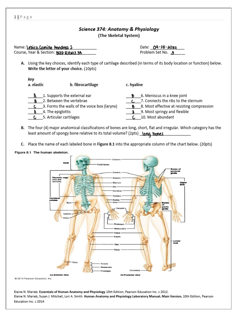 Lebico, Camille Sci 3a Problem Set 5 | PDF | Vertebral Column | Skull
