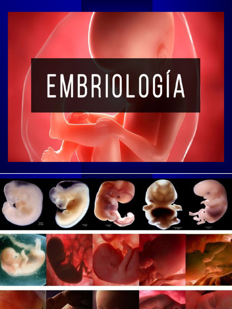 Nociones de Embriolog+¡a PRESENTACI+ÛN | PDF | Embrión | Morfología ...
