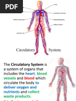 Class 10 Circulatory System Detailed Notes | PDF | Heart | Artery