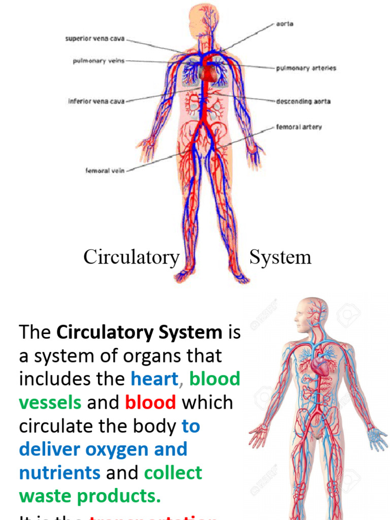 Circulatory System | PDF | Heart | Blood