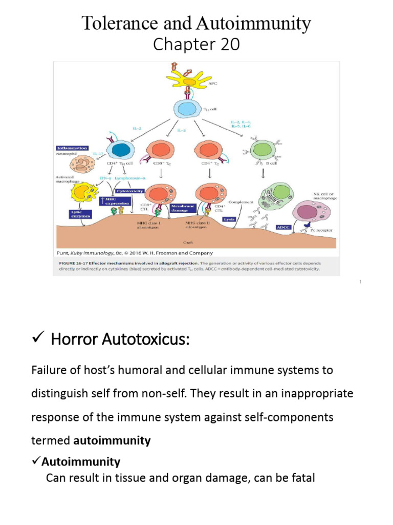 Understanding Autoimmunity and Tolerance | PDF | Immune Tolerance ...