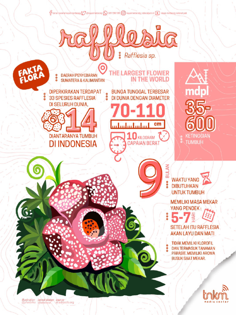 Artikel Rafflesia | PDF